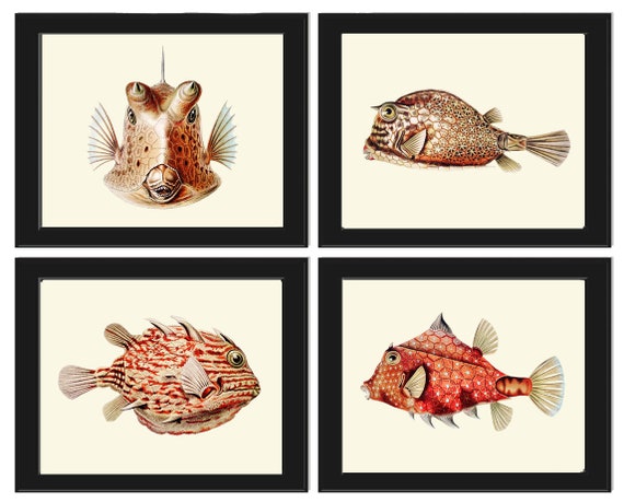 Tropical Fish Wall Art Set of 4 Prints Beautiful Antique | Etsy