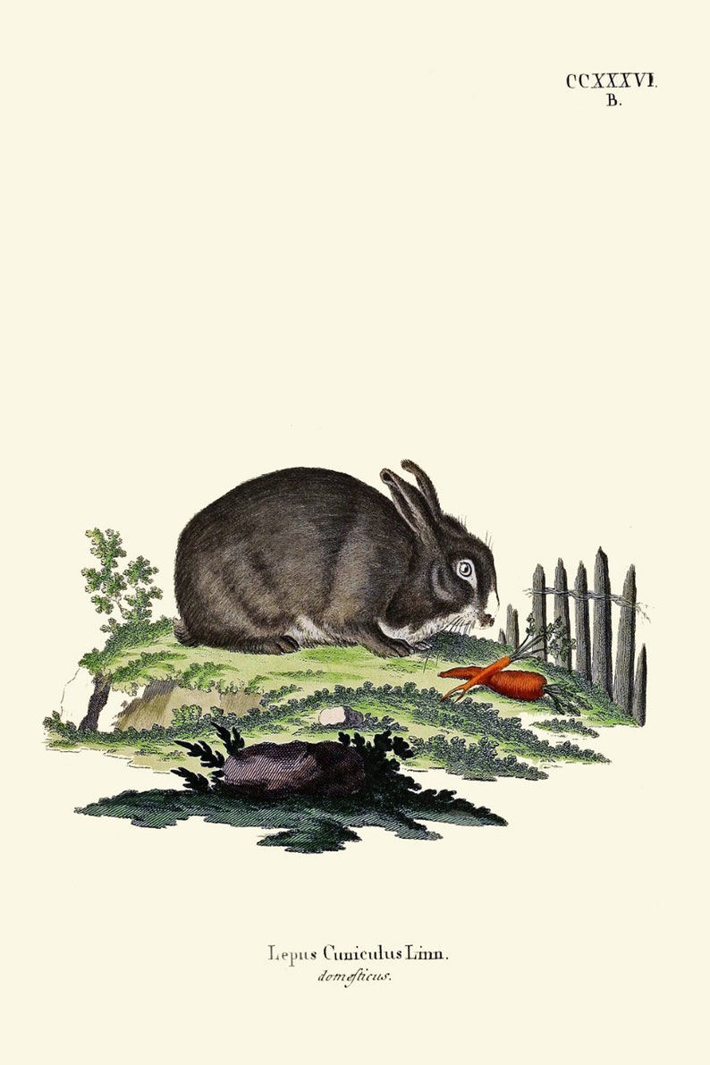 Rabbit Wall Art Print Set of 4 Beautiful Antique Vintage - Etsy