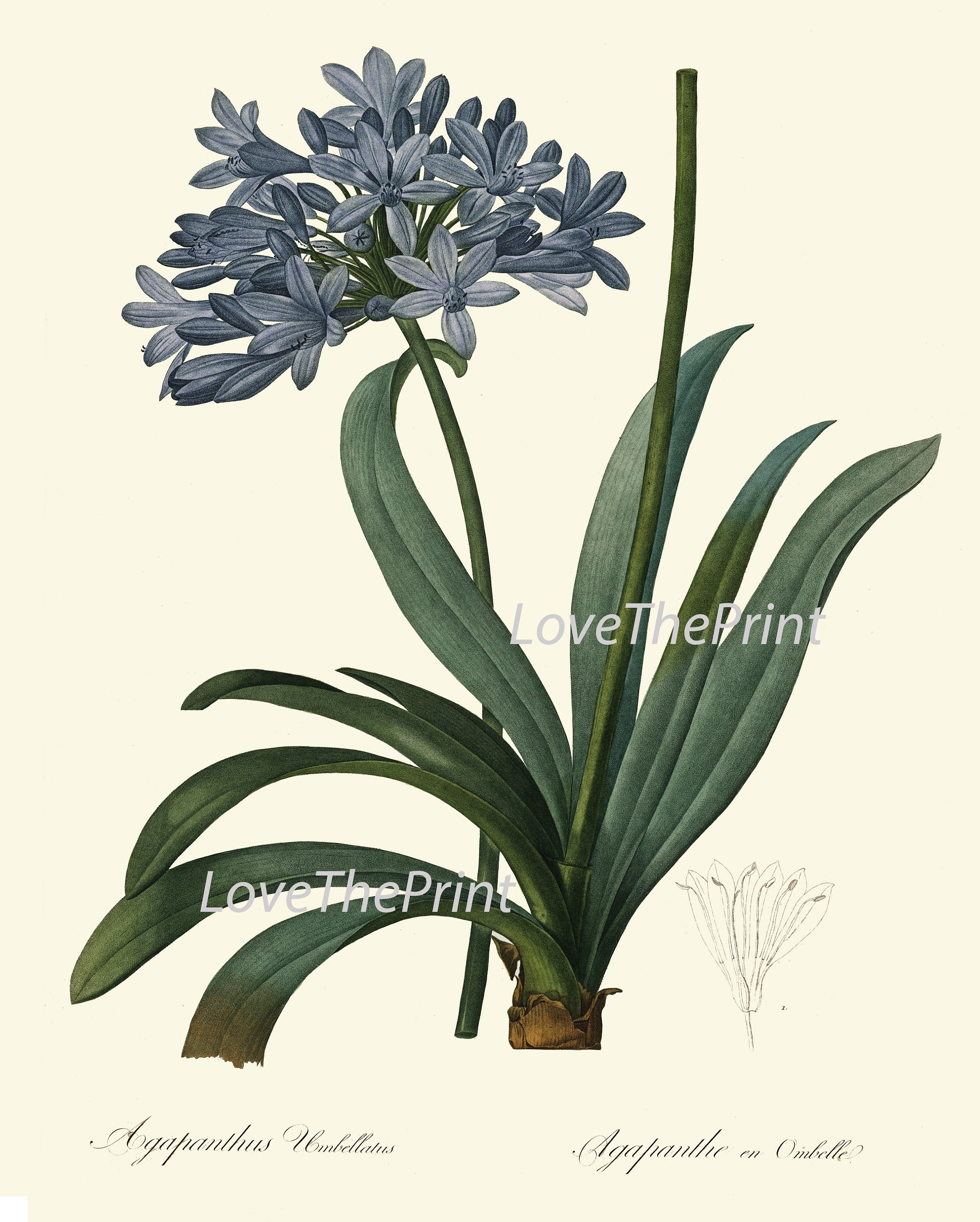 Blue Flowers Botanical Wall Art Set of 4 Prints Beautiful - Etsy