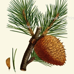 Pinecone Botanical Wall Art Set of 4 Prints Beautiful Antique Vintage ...