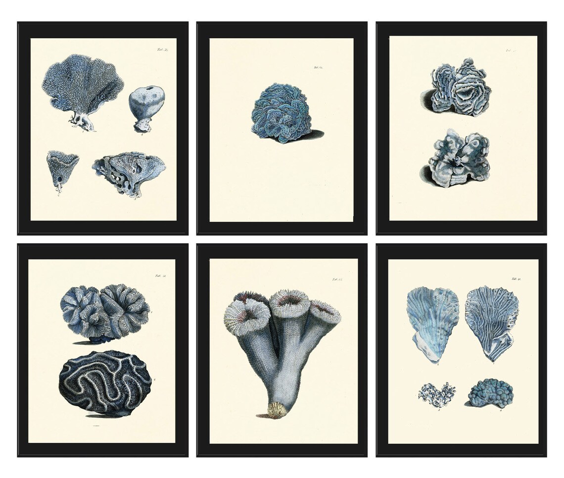 Blue Coral Prints Wall Art Set of 6 Beautiful Antique Vintage Sea Ocean ...