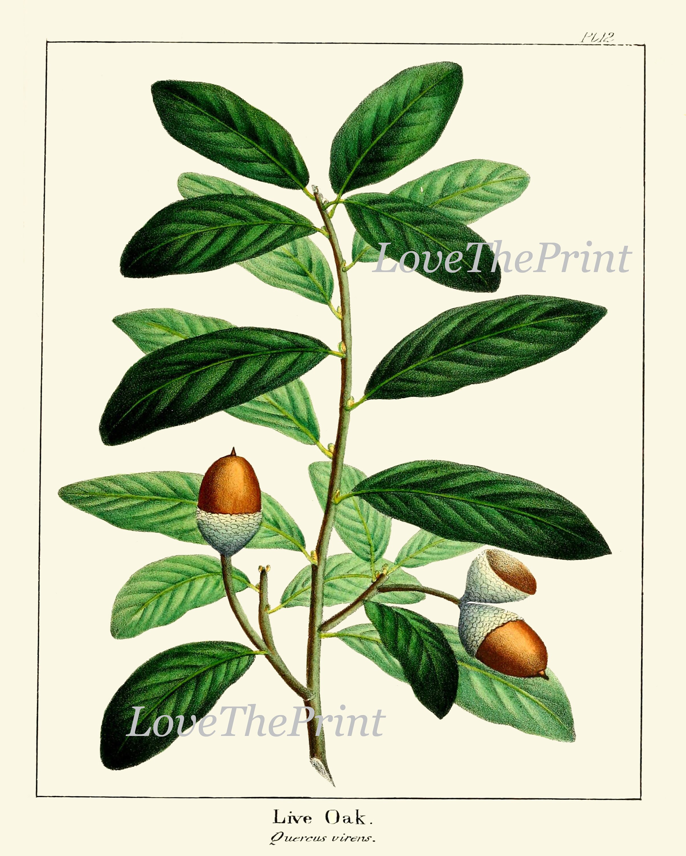 Acorn Botanical Wall Art Set of 4 Prints Beautiful Antique Vintage ...