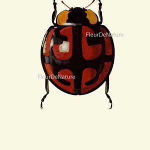 Beetle Prints Wall Art Set of 9 Beautiful Antique Vintage Ladybug ...