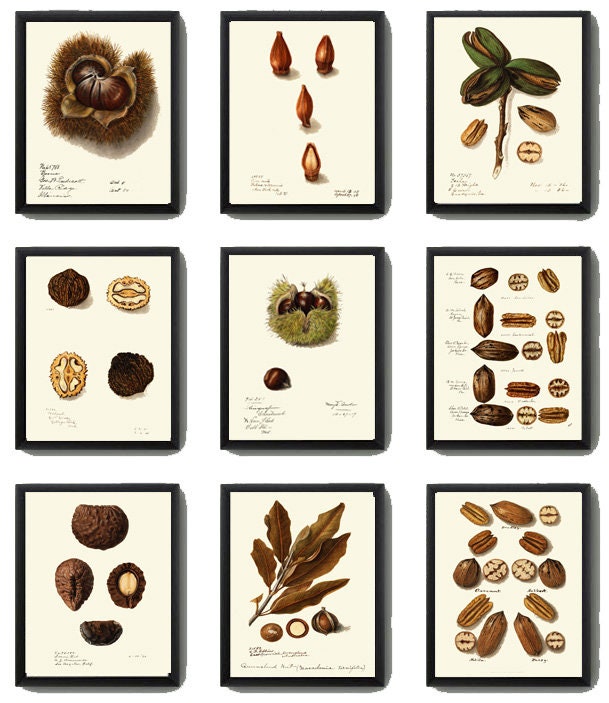 Nuts Prints Wall Art Set 6 Beautiful Vintage Botanical Nut - Etsy
