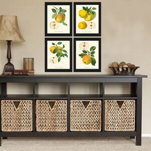 Apple Wall Decor Art Prints Set of 4 Beautiful Antique Vintage Yellow ...