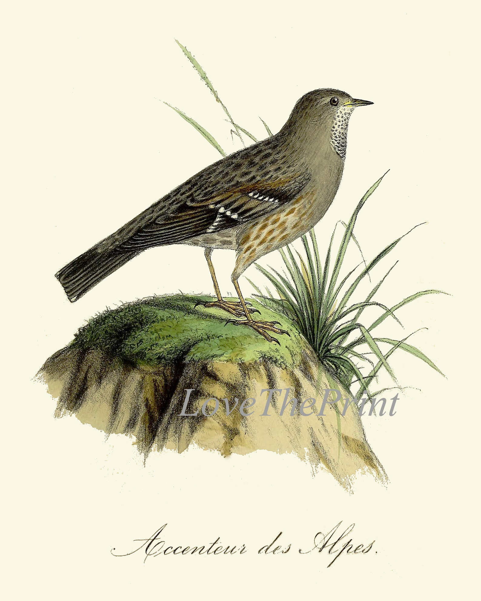 Vintage Bird Wall Art Gallery Set Of 9 Prints Beautiful Antique Nest