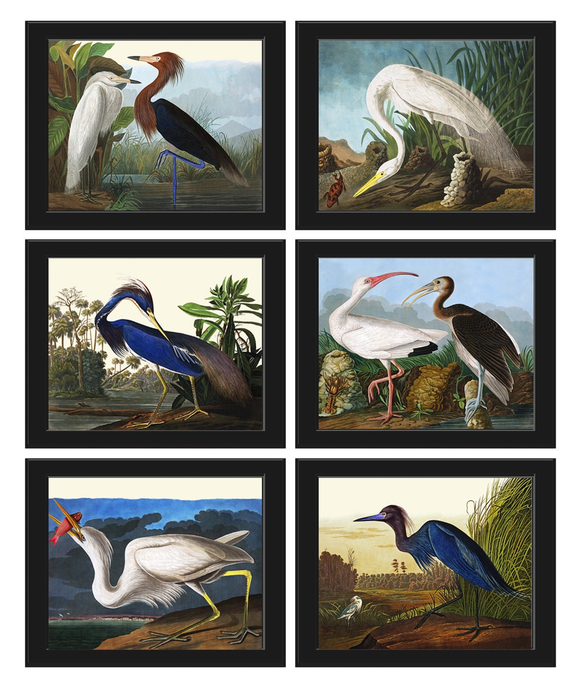 John James Audubon Birds Wall Art Prints Vintage Antique Set of 6 Blue ...