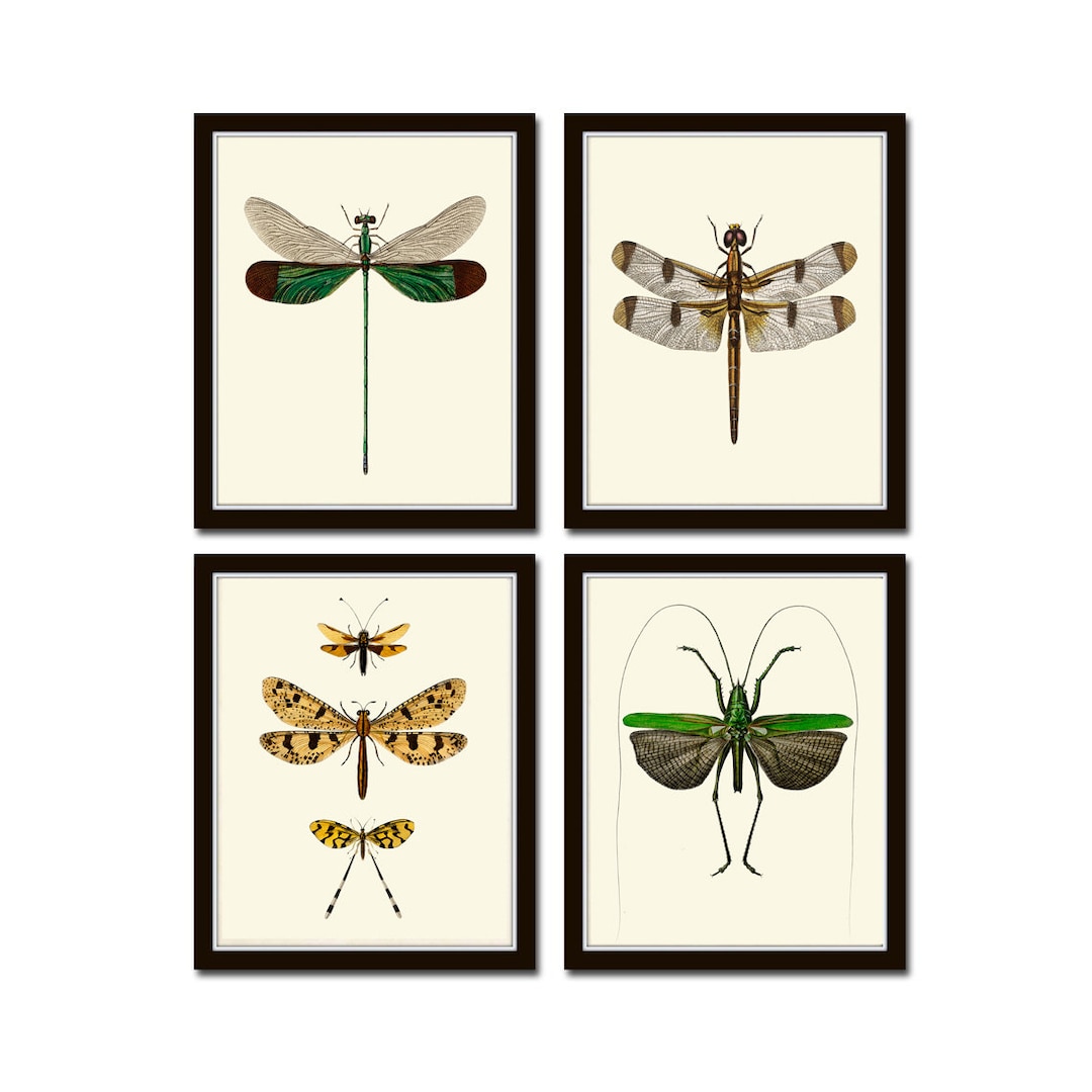 Vintage Dragonfly Wall Art Set of 4 Prints Beautiful Antique Locust ...