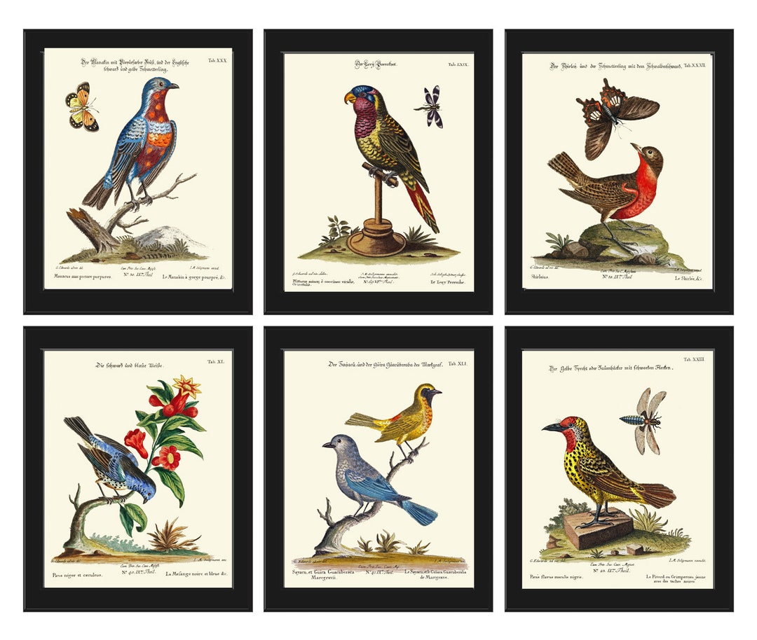 Beautiful Bird Wall Art Print Set of 6 Prints Antique Butterflies ...
