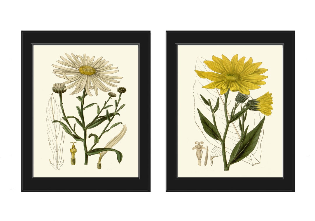 Vintage Daisy Daisies Botanical Prints Wall Art Set of 2 White Yellow ...