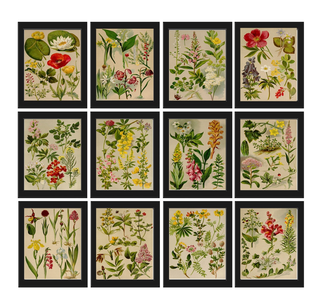 Wildflower Botanical Prints Wall Art Set of 12 Beautiful Antique ...