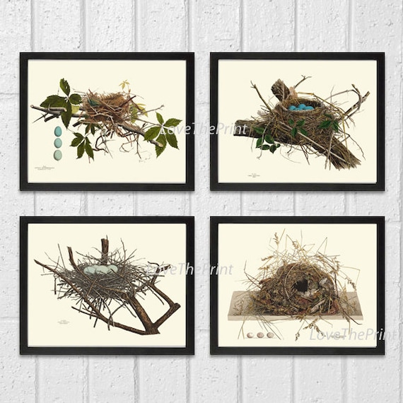 Vintage Bird Nest Egg Print Wall Art Set of 4 Beautiful | Etsy