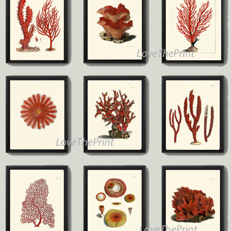 Coral Picture Frame - Etsy