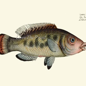 Blue Ocean Fish Wall Art Set of 4 Prints Beautiful Antique Vintage ...