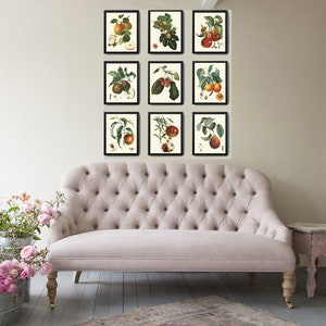 Vintage Fruit Wall Art Set of 9 Prints Kitchen Dining Room Beautiful ...