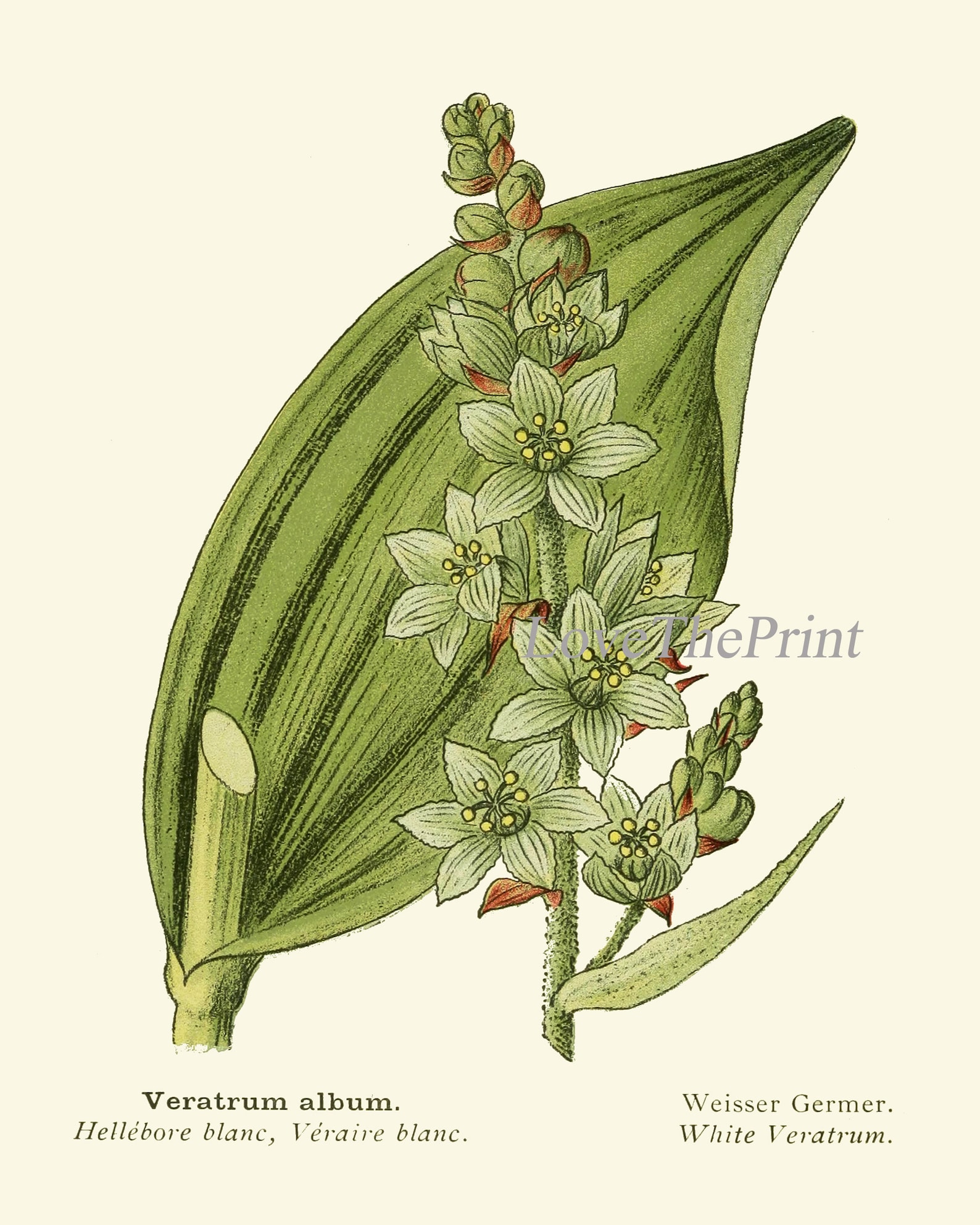 Botanical Prints Green Nature Flowers Wildflowers Wall Art Set of 12 ...