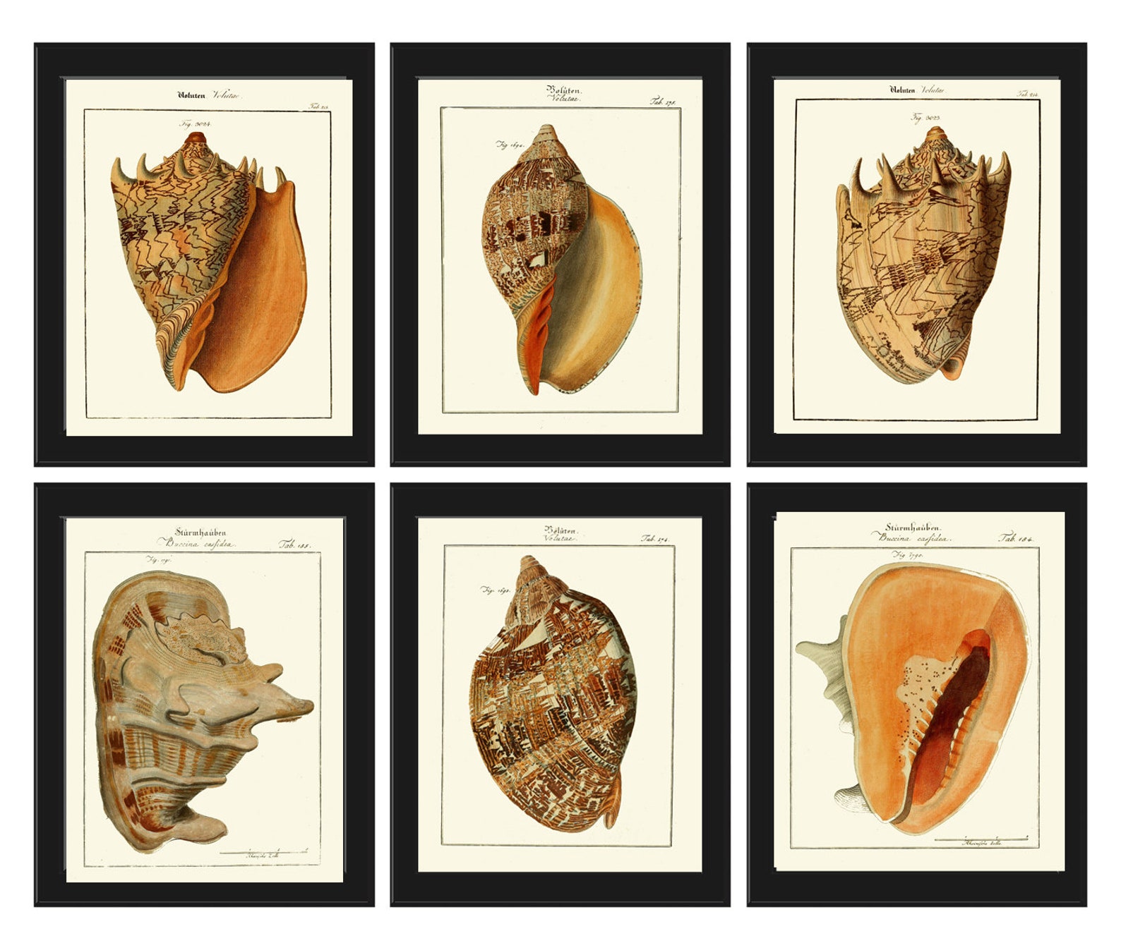 Seashells Prints Wall Art Set of 6 Beautiful Antique Vintage Sea Shell ...