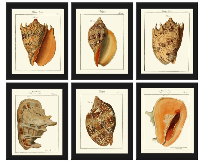 Shells Sea Ocean Science Scientific Wall Decor Art Set of 4 Prints ...