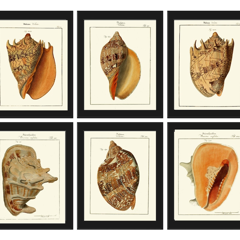 Seashell Print - Etsy