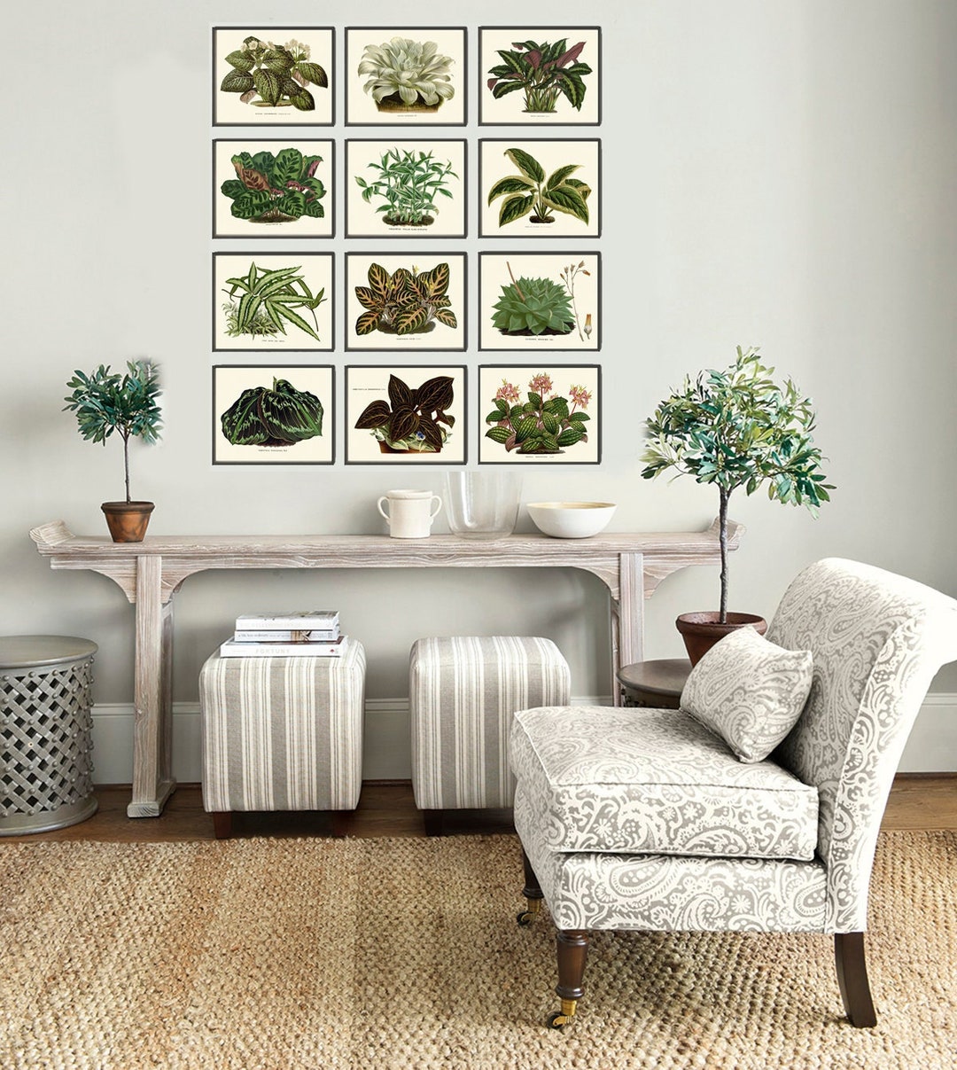Hosta Hostas Plants Wall Art Botanical Set of 12 Beautiful Antique ...