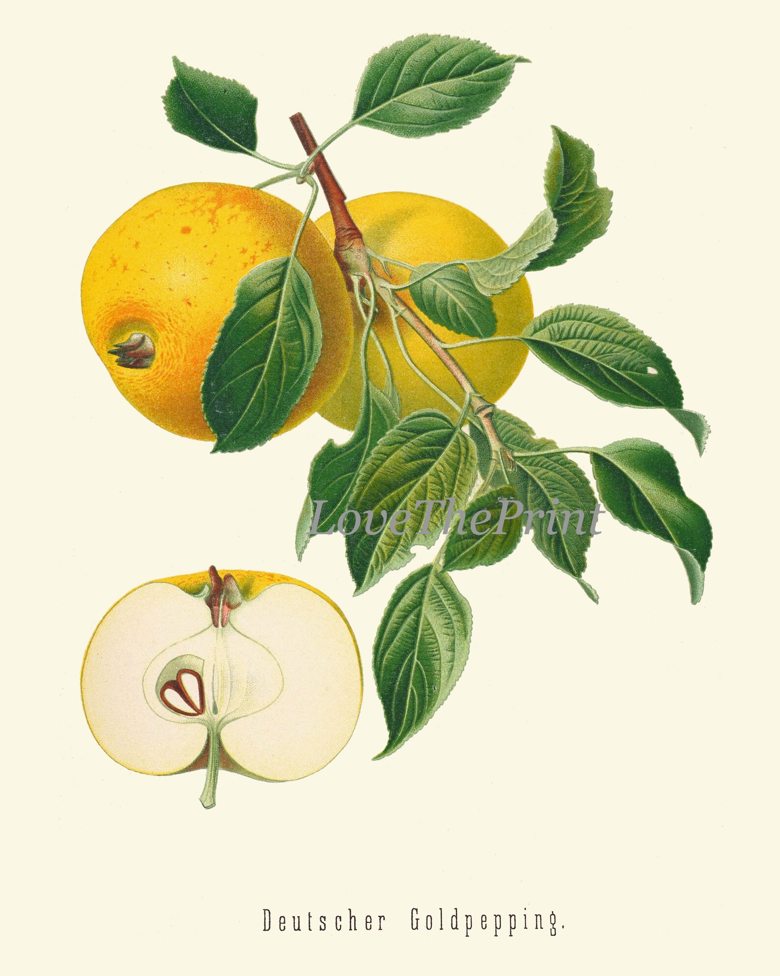 Apple Wall Decor Art Prints Set of 4 Beautiful Antique Vintage Yellow ...