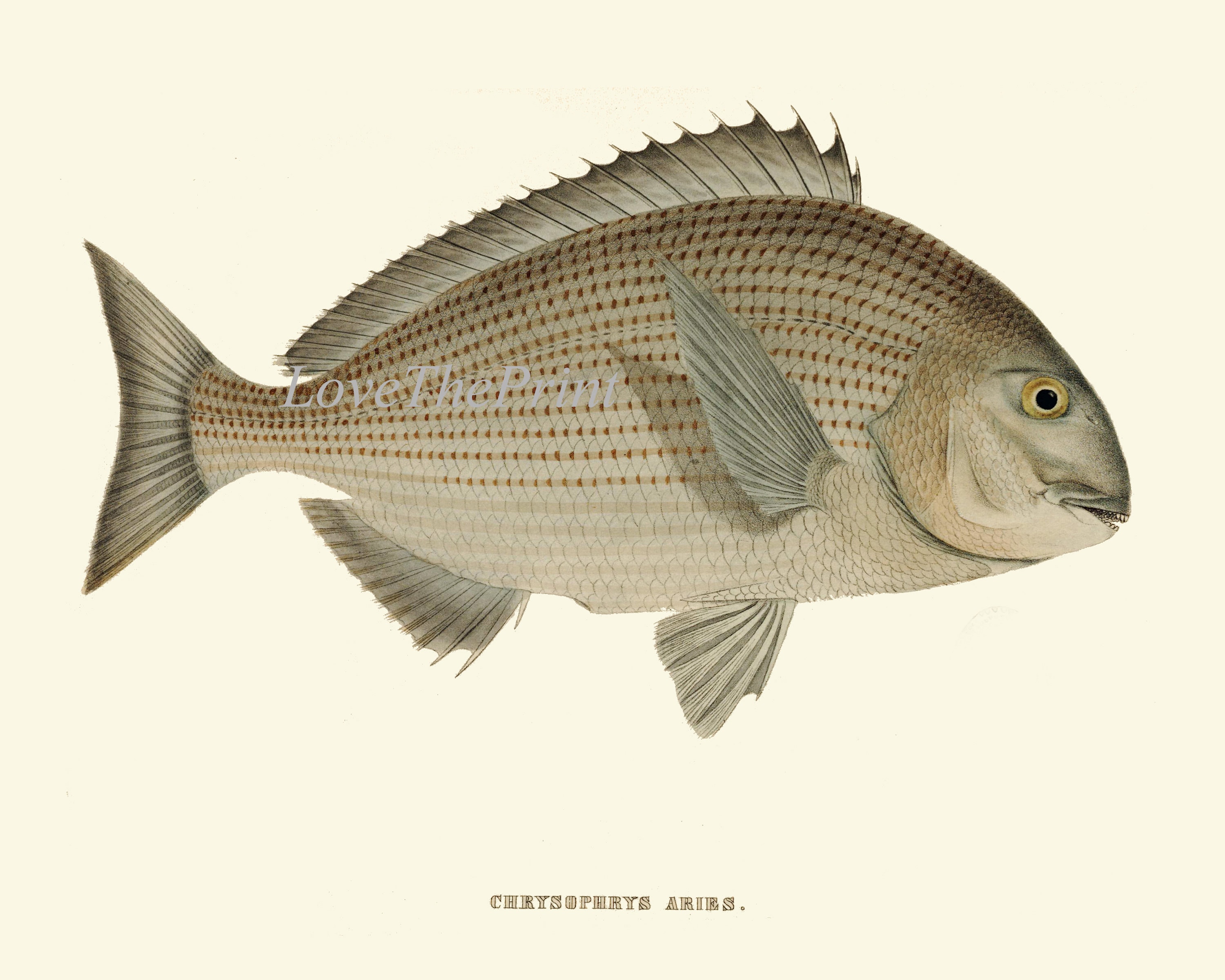 Vintage Fish Wall Art Set of 9 Prints Beautiful Antique Fishes - Etsy