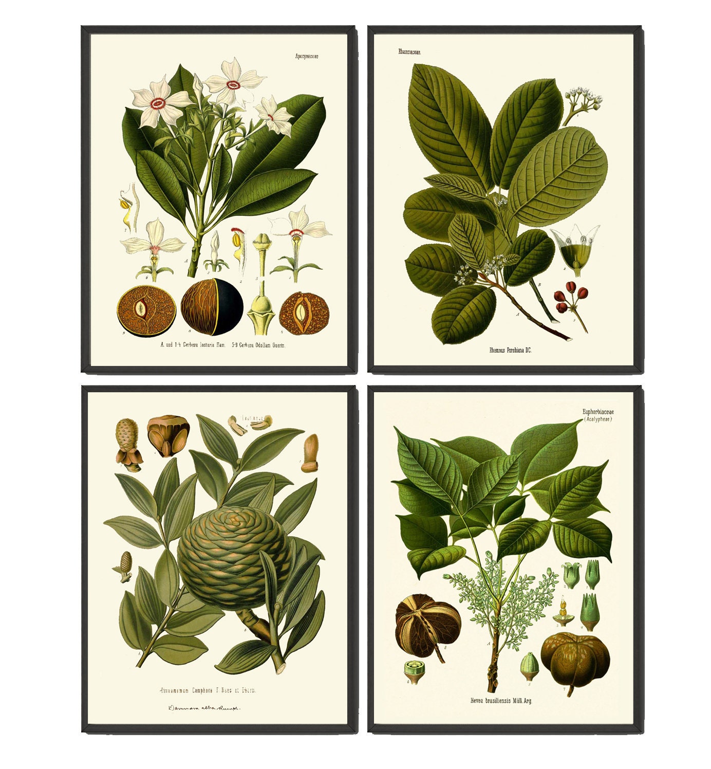 Green Leaf Tree Branch Botanical Wall Art Set of 4 Print Beautiful ...