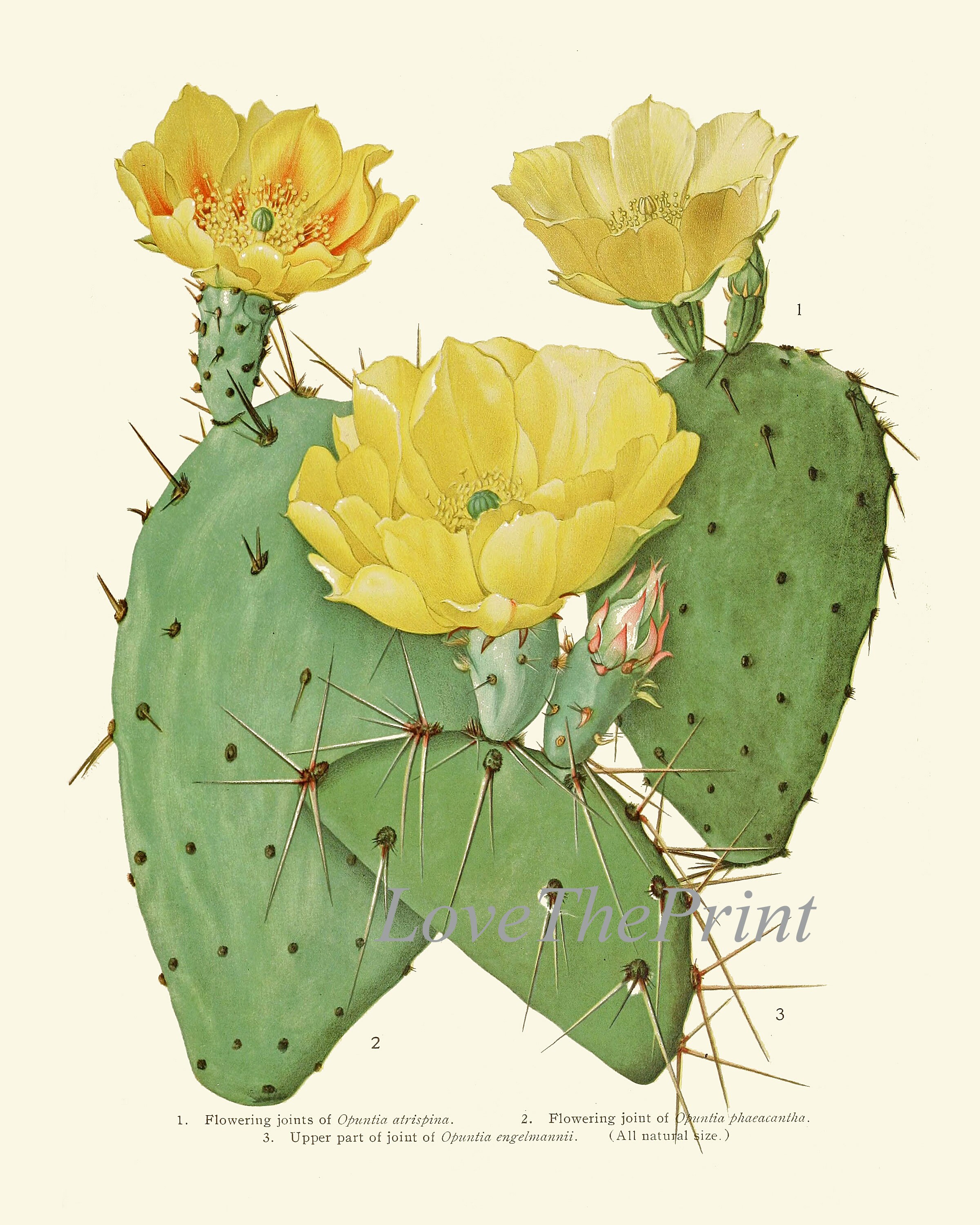 Cactus Botanical Prints Wall Art Set of 4 Beautiful Antique - Etsy