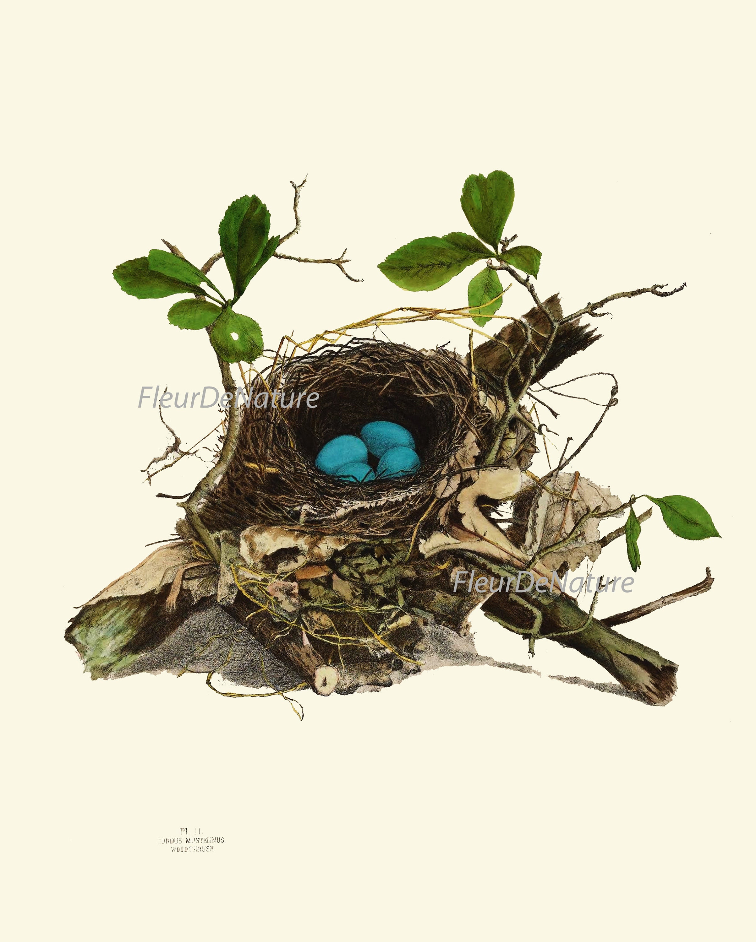 Bird Nest Print Wall Art Set of 3 Antique Vintage Farmhouse Cottage ...