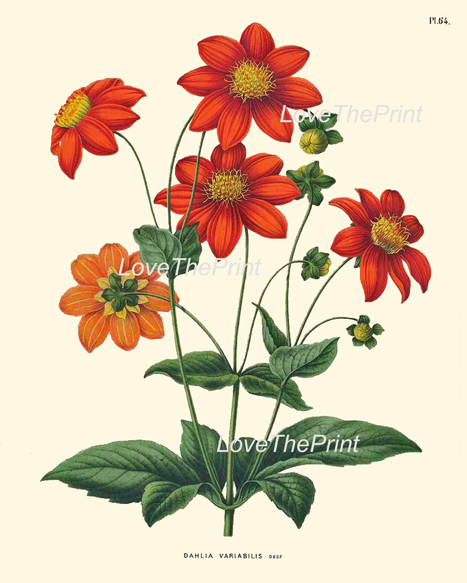 Botanical Prints Wall Art Set of 6 Beautiful Vintage Antique - Etsy