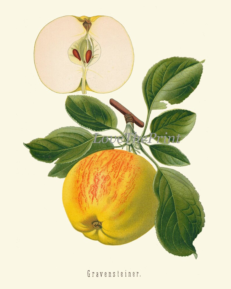 Apple Wall Decor Art Prints Set of 4 Beautiful Antique Vintage - Etsy