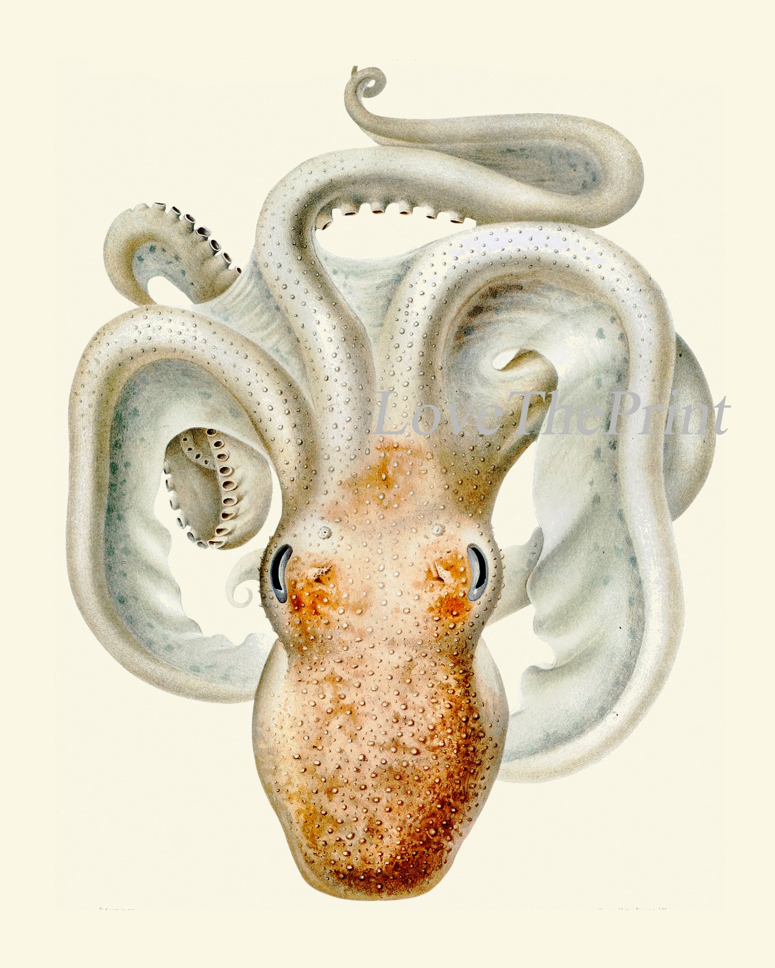 Octopus Prints Wall Art Set of 4 Beautiful Antique Vintage Sea Ocean ...