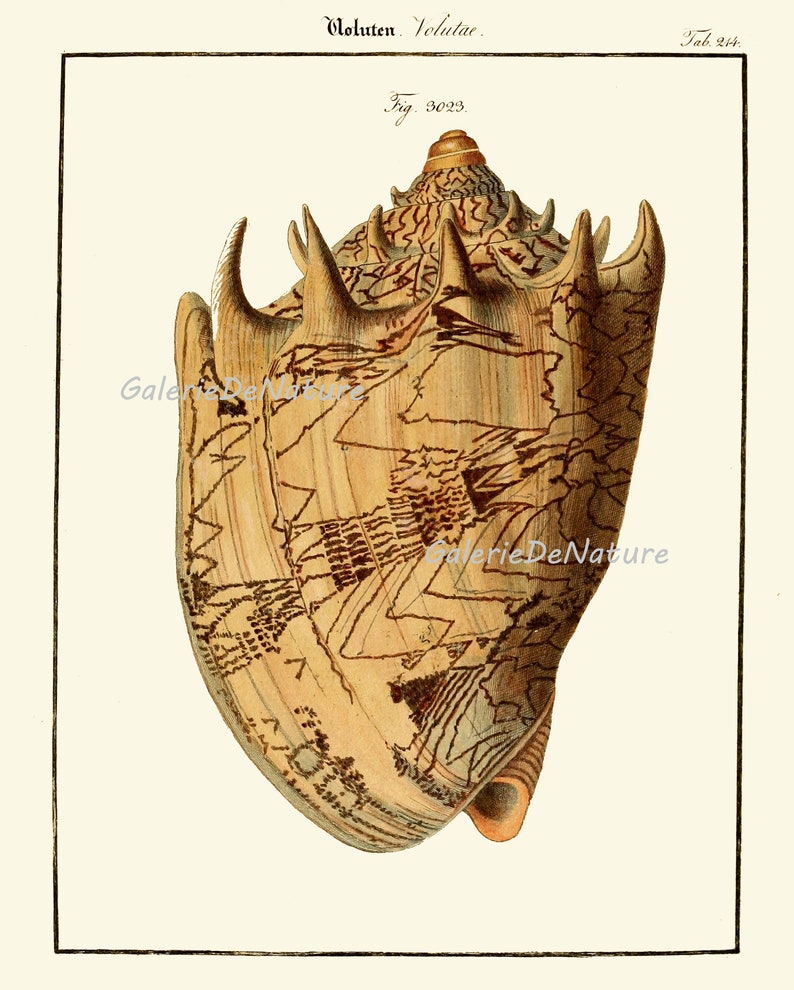 Vintage Seashell Wall Art Set of 3 Prints Beautiful Antique Sea Shells ...