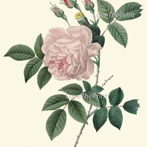 Vintage Roses Botanical Wall Art Set of 6 Prints Beautiful White Pink ...