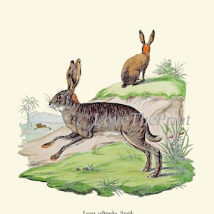 Bunny Wall Art Print Set of 4 Beautiful Antique Vintage Rabbit Farm ...