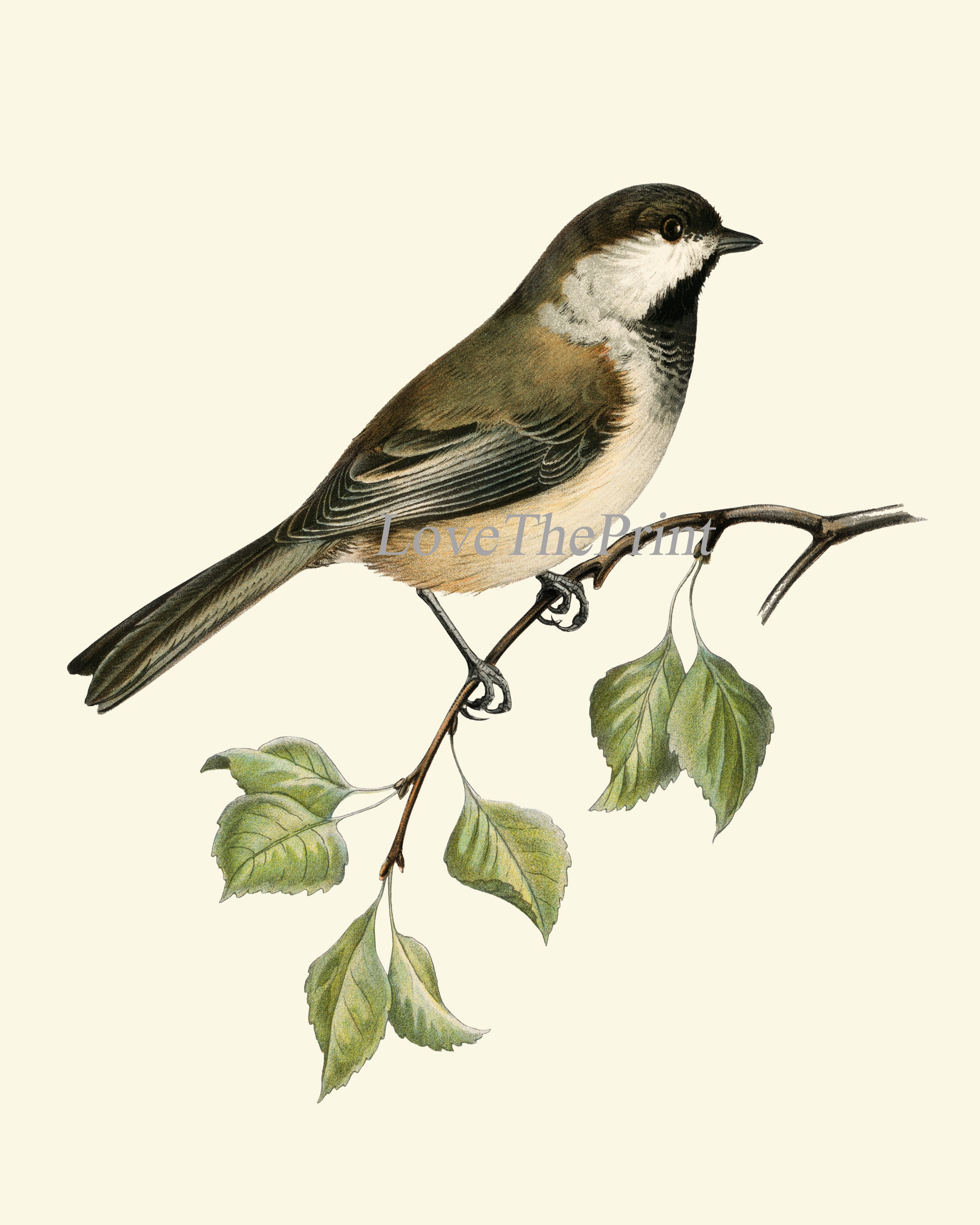 Vintage Antique Birds Wall Art Print Set of 6 Prints Birdwatching Bird ...