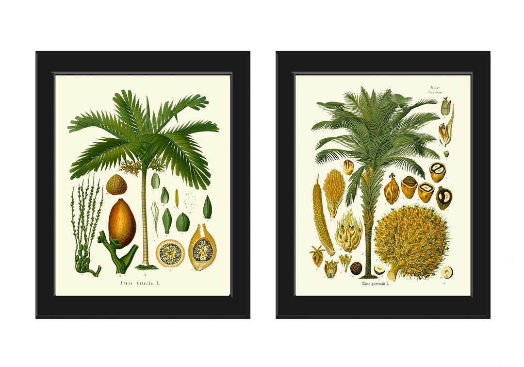 Palm Tree Print Tropical Botanical Wall Art Set Of 2 Beautiful Antique