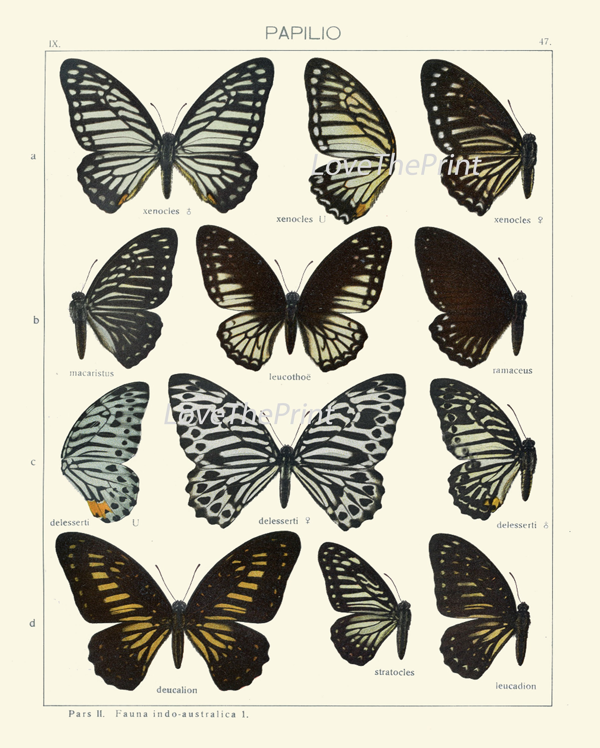 Vintage Butterfly Chart Wall Art Set of 6 Prints Beautiful - Etsy