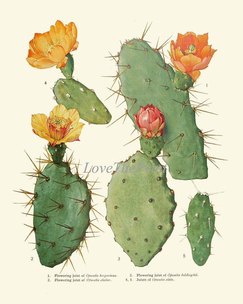 Cactus Botanical Prints Wall Art Set of 4 Beautiful Antique Vintage ...