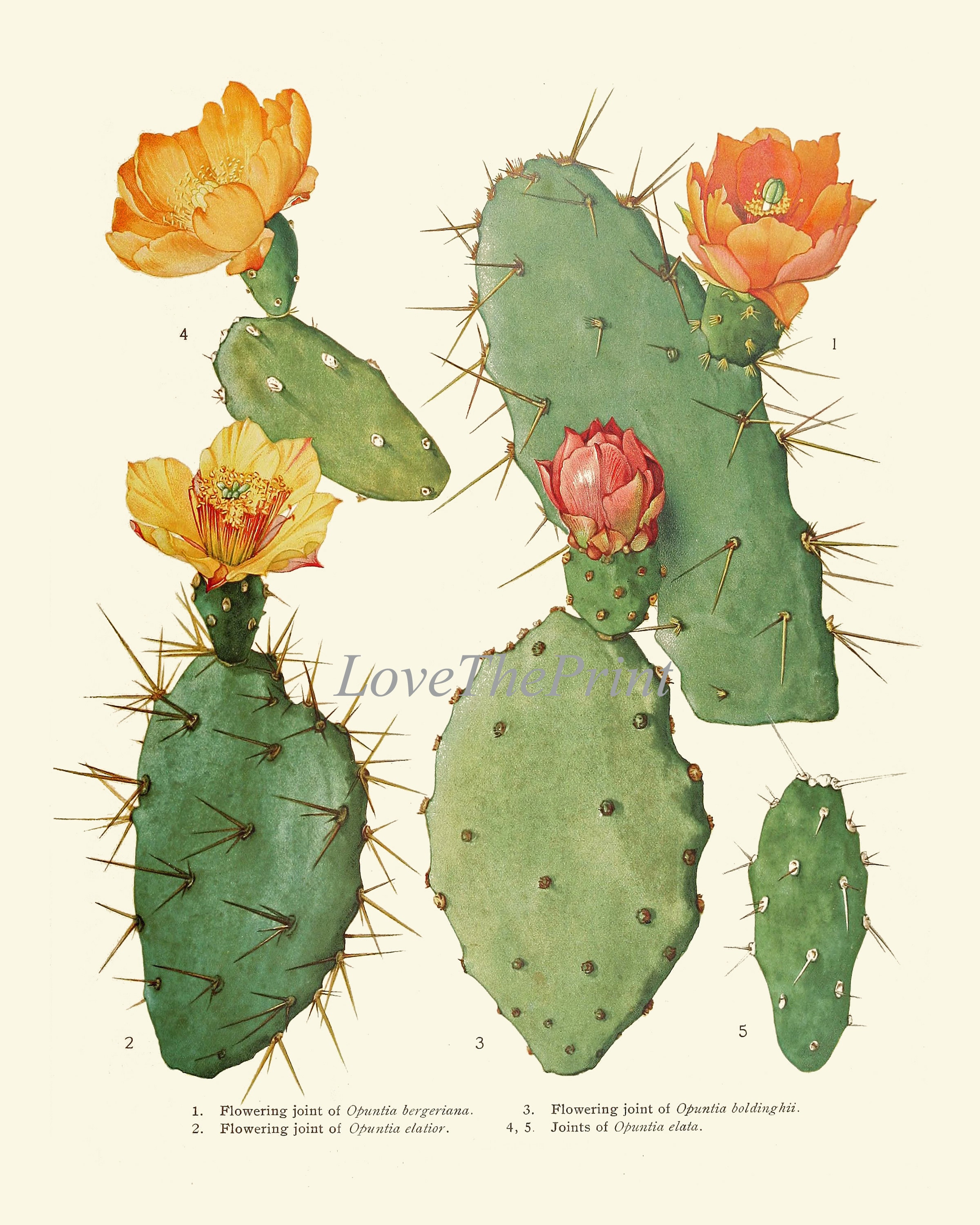 Cactus Botanical Prints Wall Art Set of 4 Beautiful Antique - Etsy