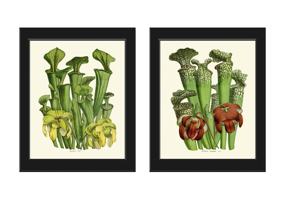 Carnivorous Insect Eating Pitcher Plant Flowers Botanical Wall Art Set ...