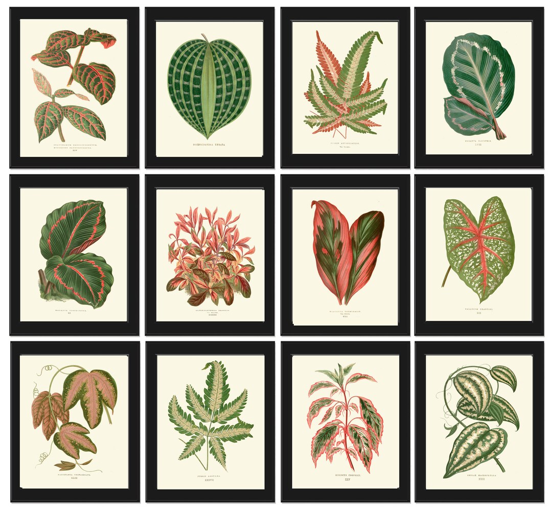 Leaf Botanical Prints Wall Art Set of 12 Beautiful Antique Vintage ...