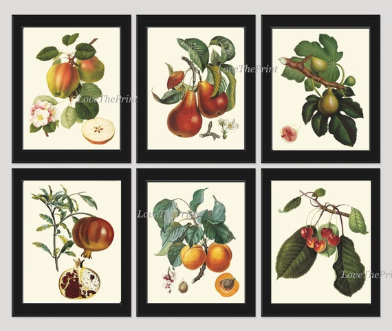 Fruit Tree Branches Prints Wall Art Set 6 Beautiful Botanical - Etsy