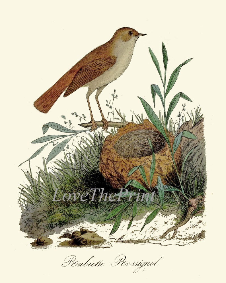 Vintage Bird Wall Art Gallery Set of 9 Prints Beautiful - Etsy