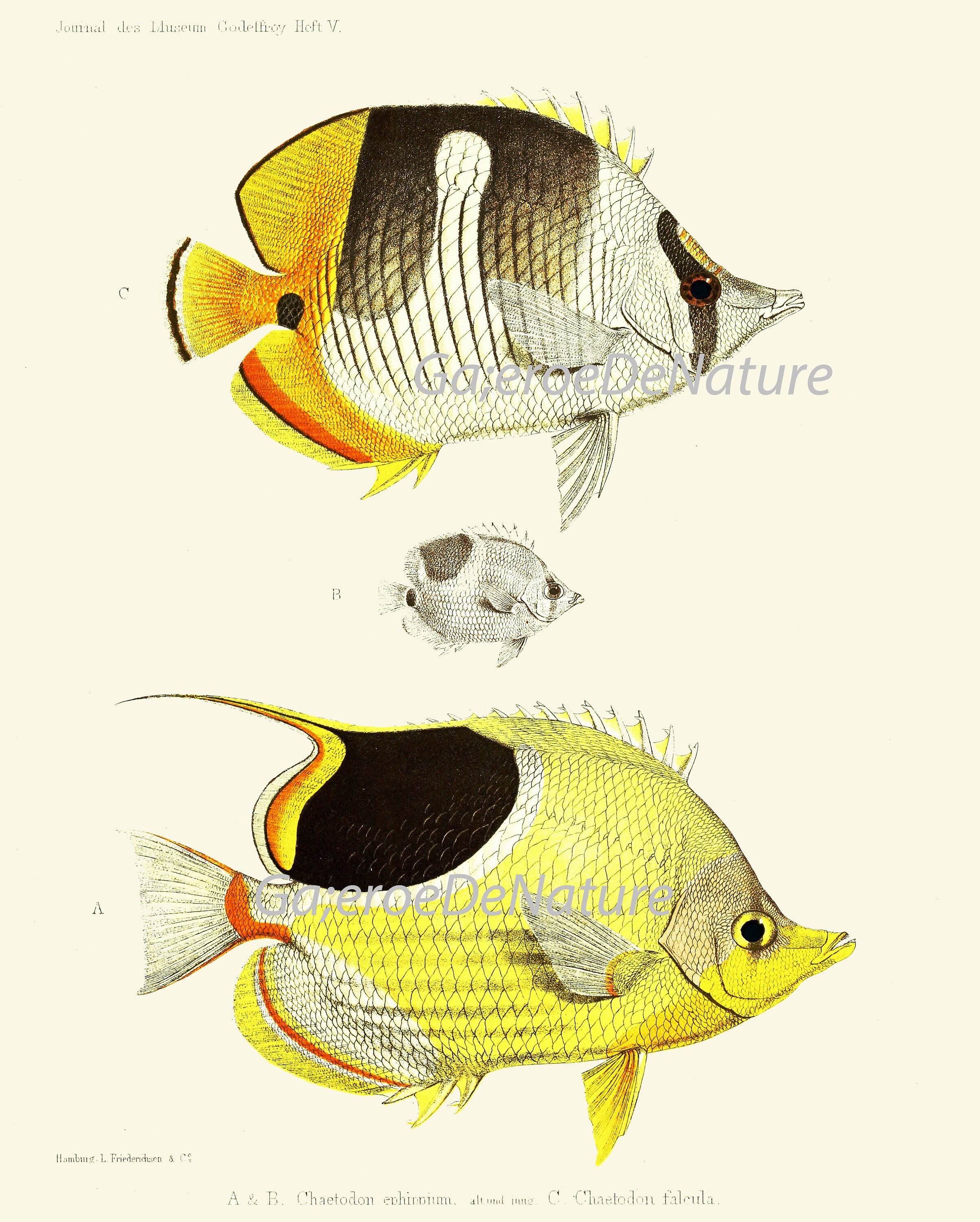 Tropical Fish Prints Wall Art Set of 6 Beautiful Antique - Etsy