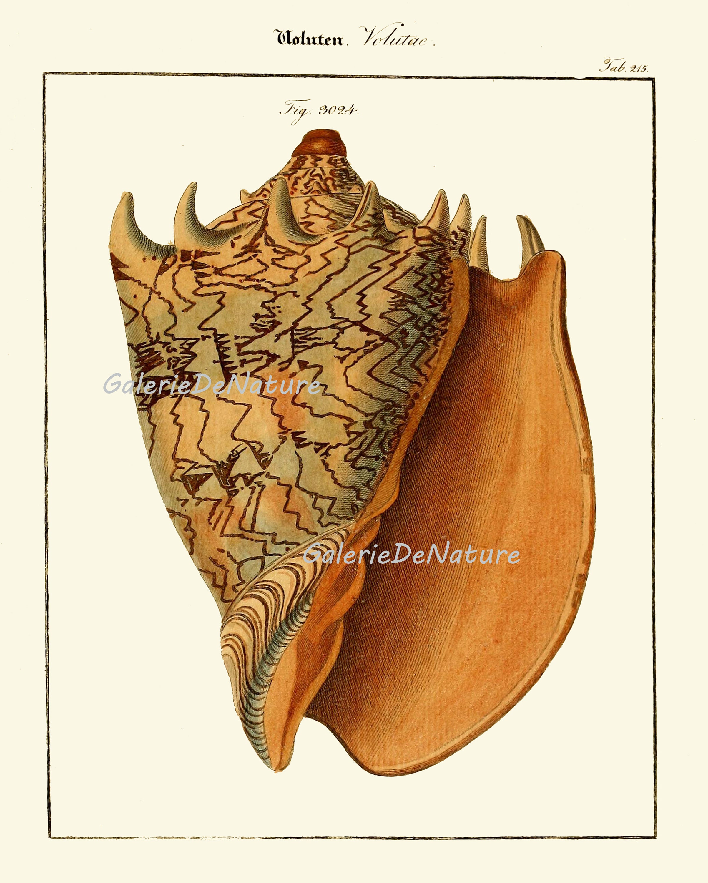 Vintage Seashell Wall Art Set of 3 Prints Beautiful Antique Sea Shells ...