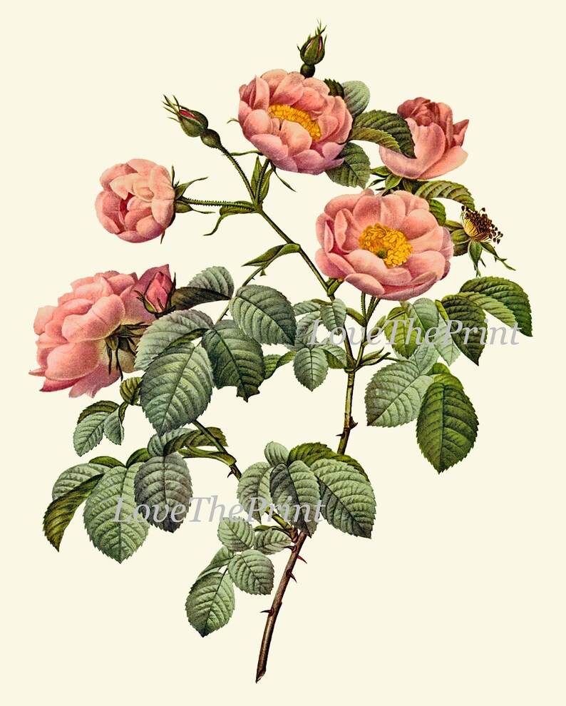Pink Flowers Botanical Wall Art Set of 12 Prints Beautiful Antique ...