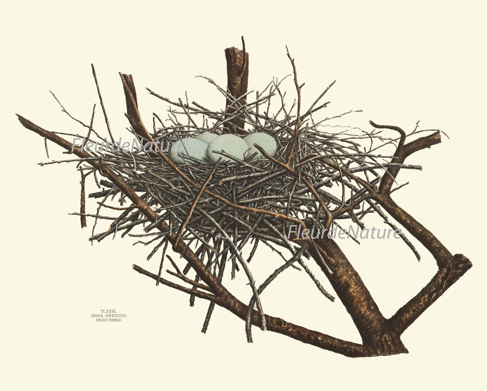 Vintage Bird Nest Egg Print Wall Art Set of 4 Beautiful - Etsy