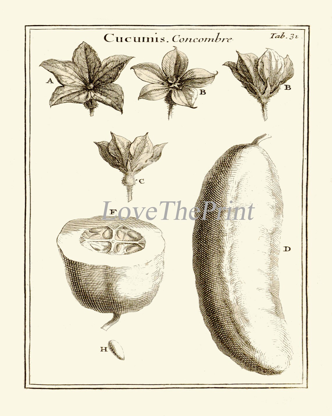 Botanical Prints Vegetables Wall Art Set 4 Prints Beautiful Antique ...