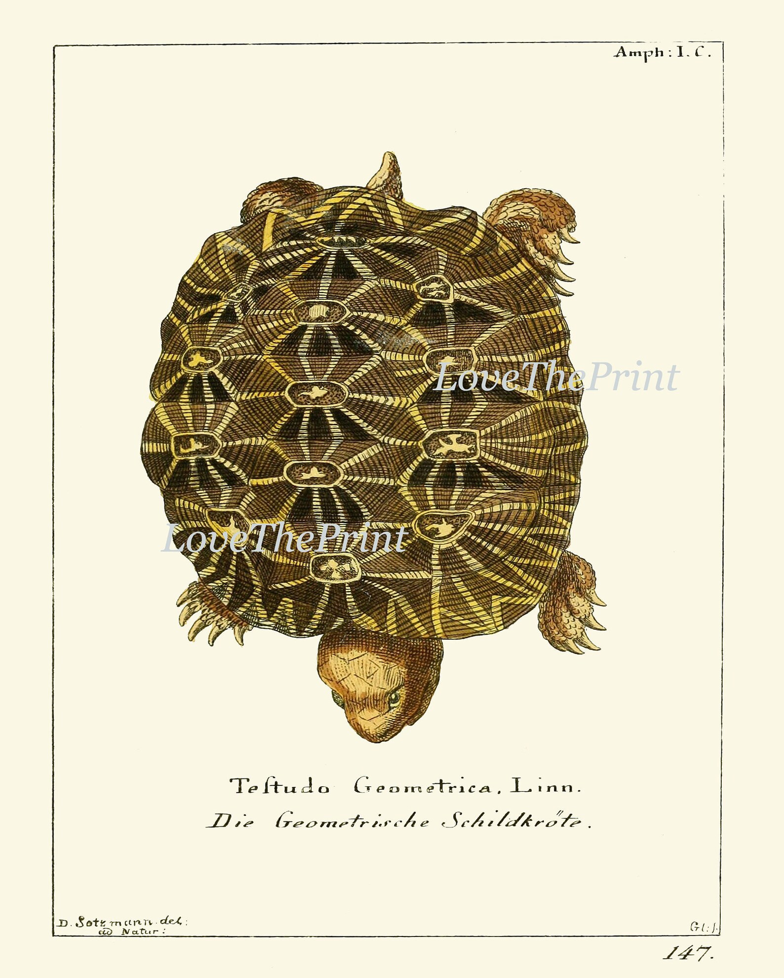 Turtle Wall Art Print Set of 4 Beautiful Antique Vintage Turtles ...